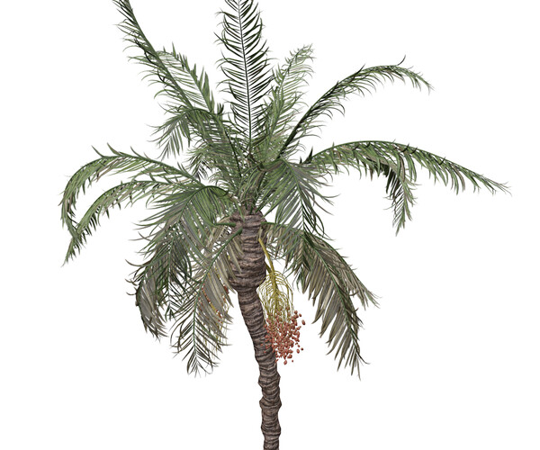 ArtStation - Date Palm #10 - High Poly Tree (3D Model) | Game Assets