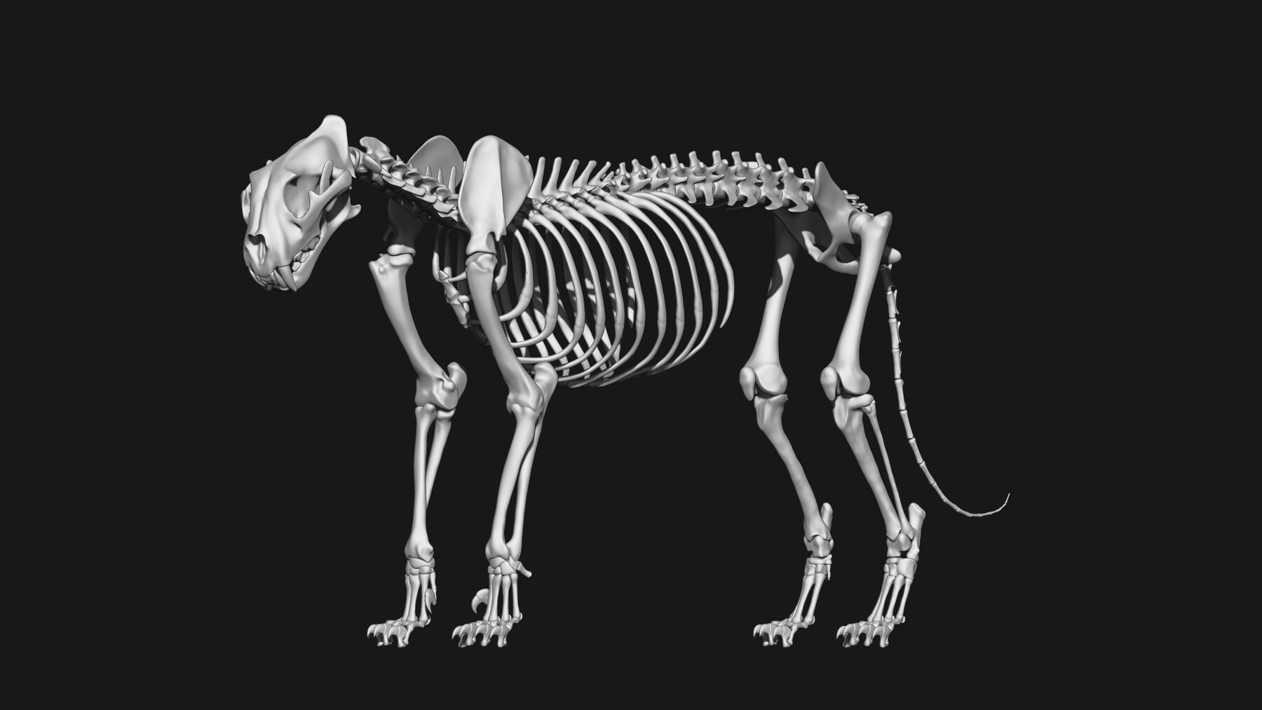 ArtStation - Tiger skeleton | Resources