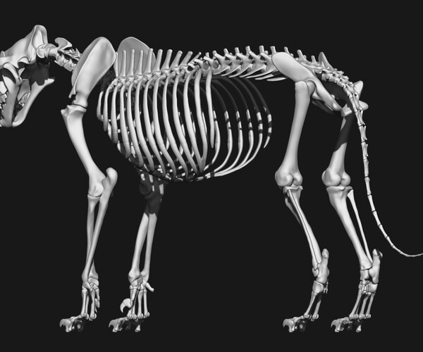 ArtStation - Tiger skeleton | Resources