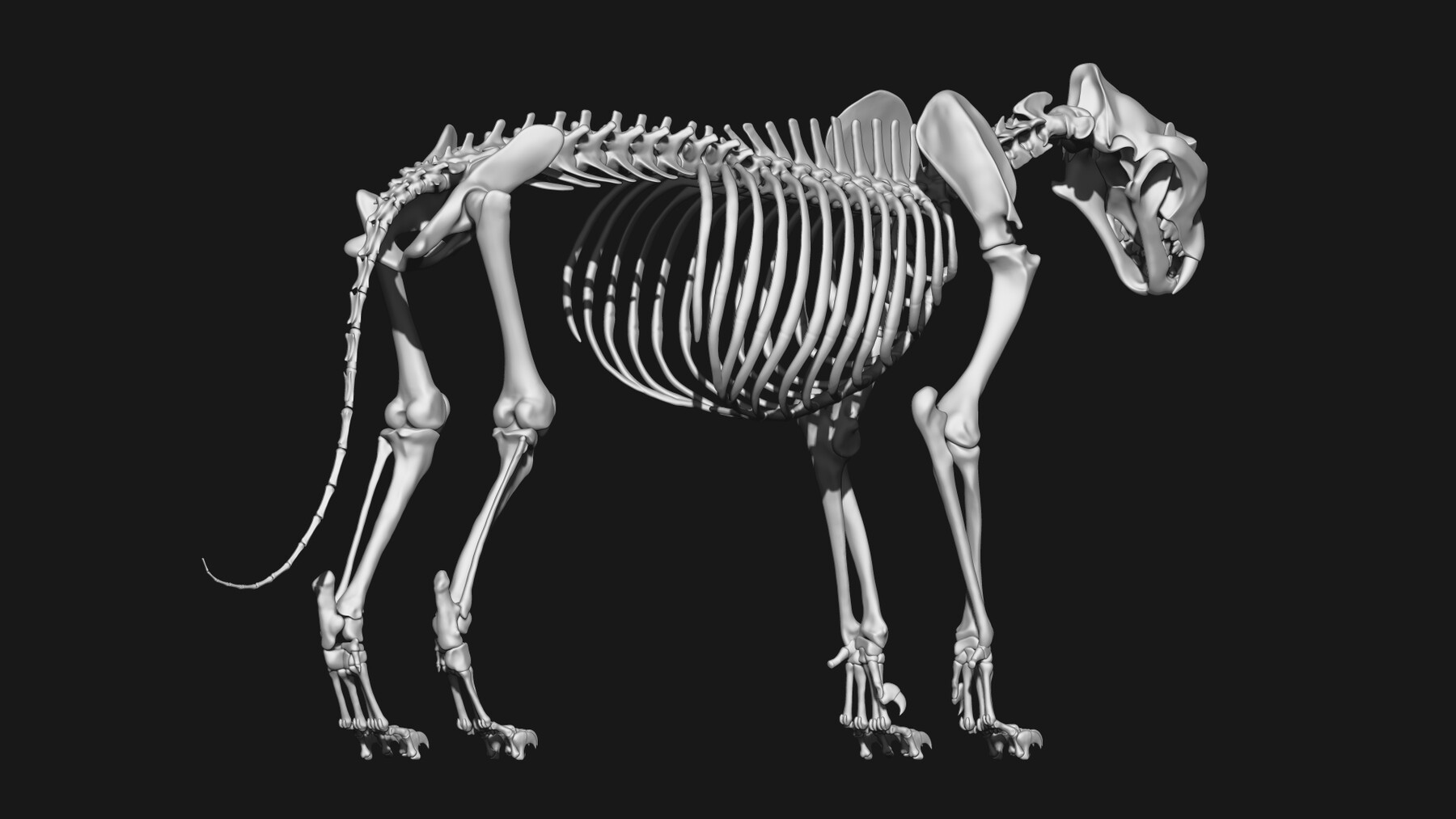 ArtStation - Tiger skeleton | Resources