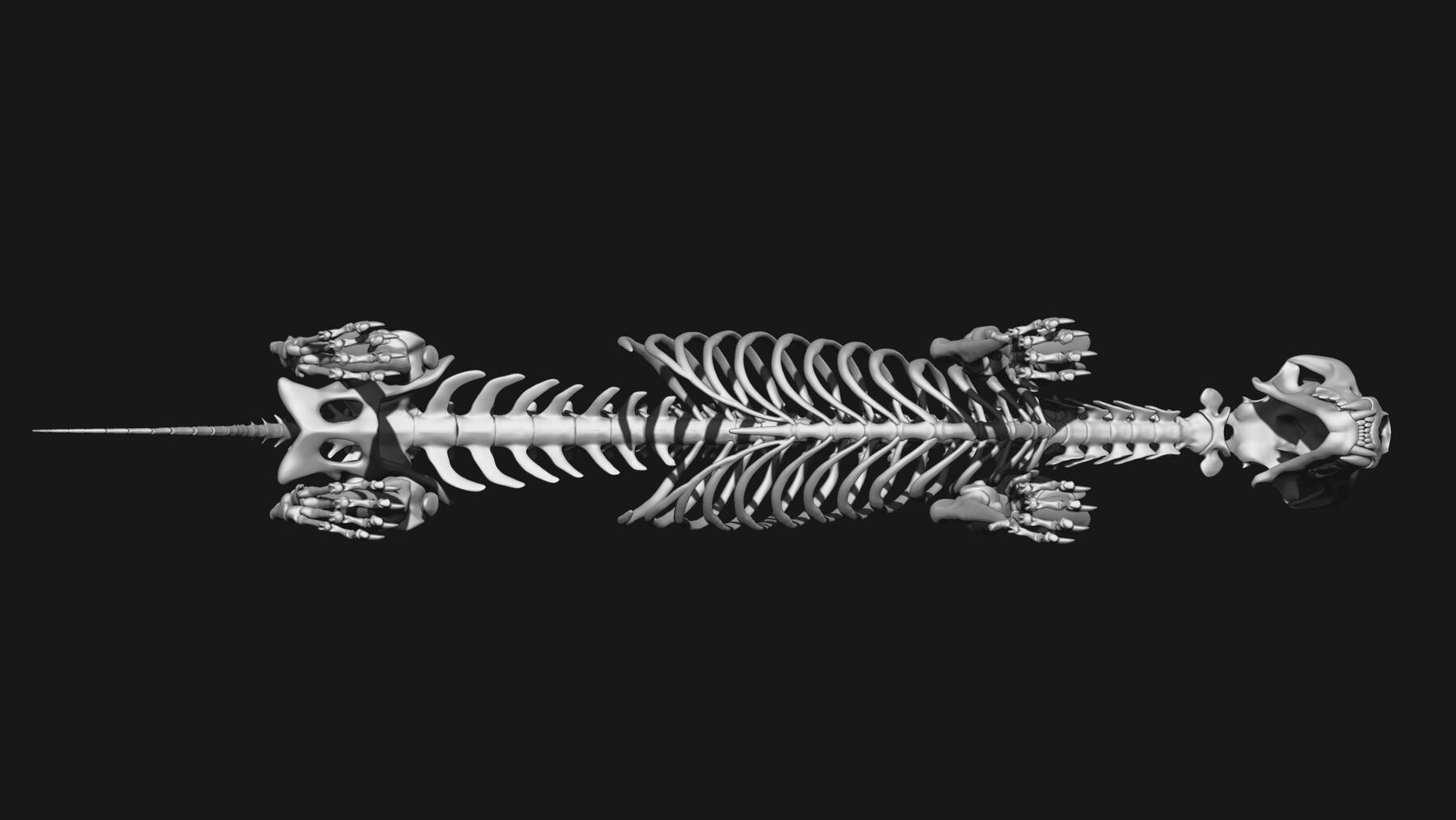 ArtStation - Tiger skeleton | Resources