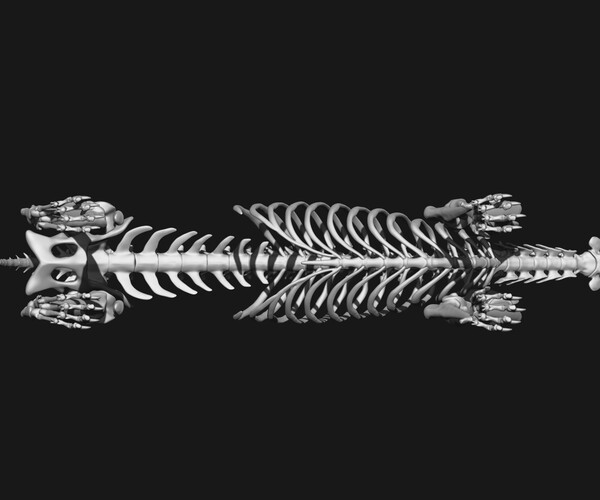 ArtStation - Tiger skeleton | Resources