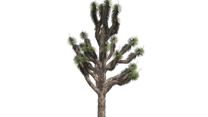 ArtStation - Joshua Tree #01 - High Poly Tree (3D Model) | Game Assets