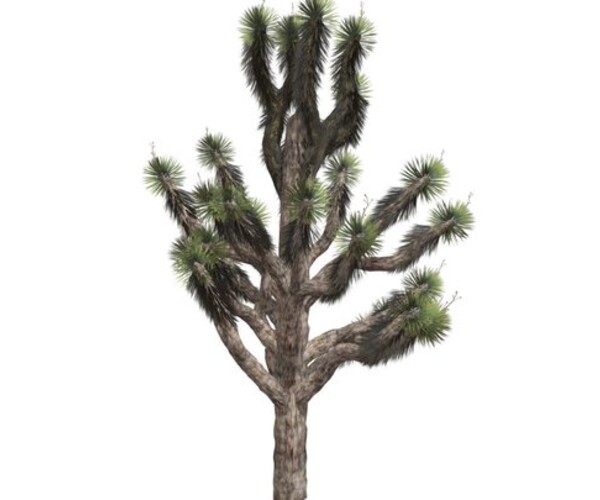 ArtStation - Joshua Tree #01 - High Poly Tree (3D Model) | Game Assets
