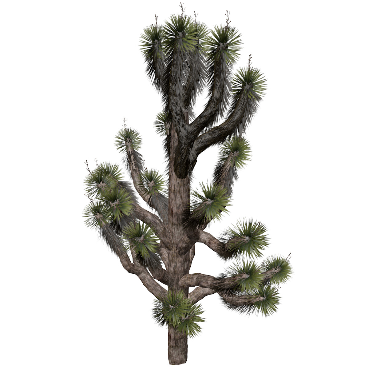 ArtStation - Joshua Tree #01 - High Poly Tree (3D Model) | Game Assets