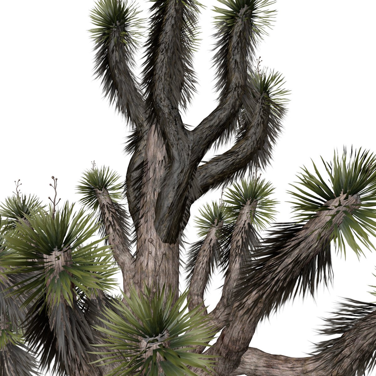ArtStation - Joshua Tree #01 - High Poly Tree (3D Model) | Game Assets