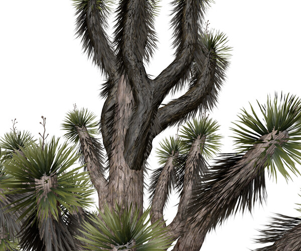 ArtStation - Joshua Tree #01 - High Poly Tree (3D Model) | Game Assets