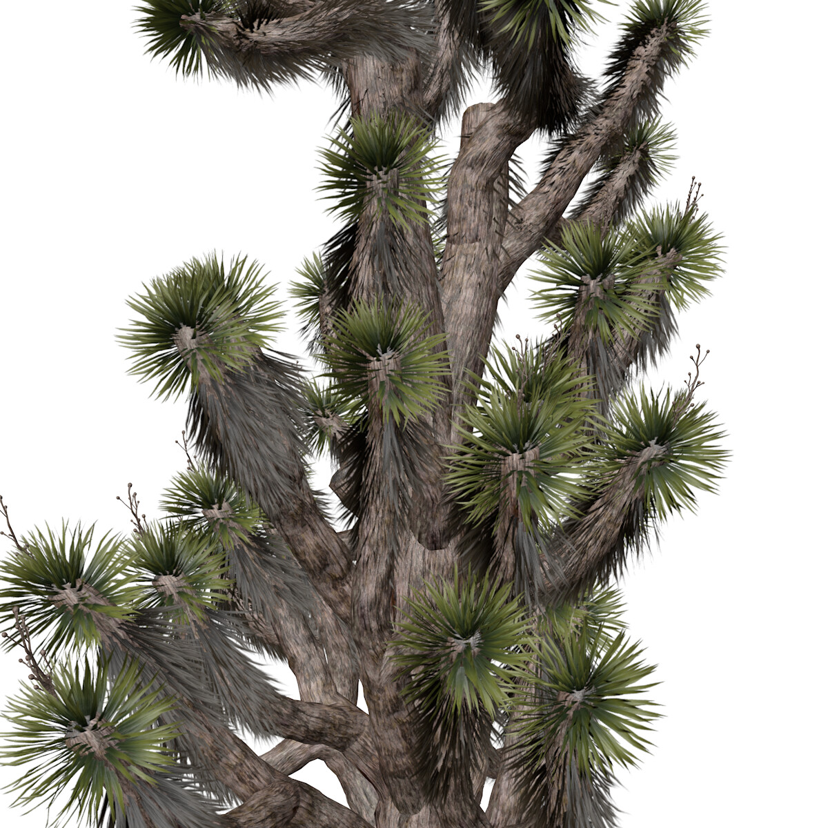 ArtStation - Joshua Tree #02 - High Poly Tree (3D Model) | Game Assets