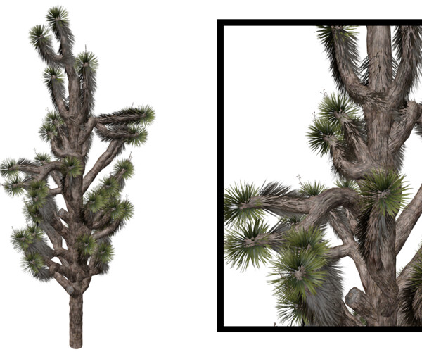ArtStation - Joshua Tree #04 - High Poly Tree (3D Model) | Game Assets
