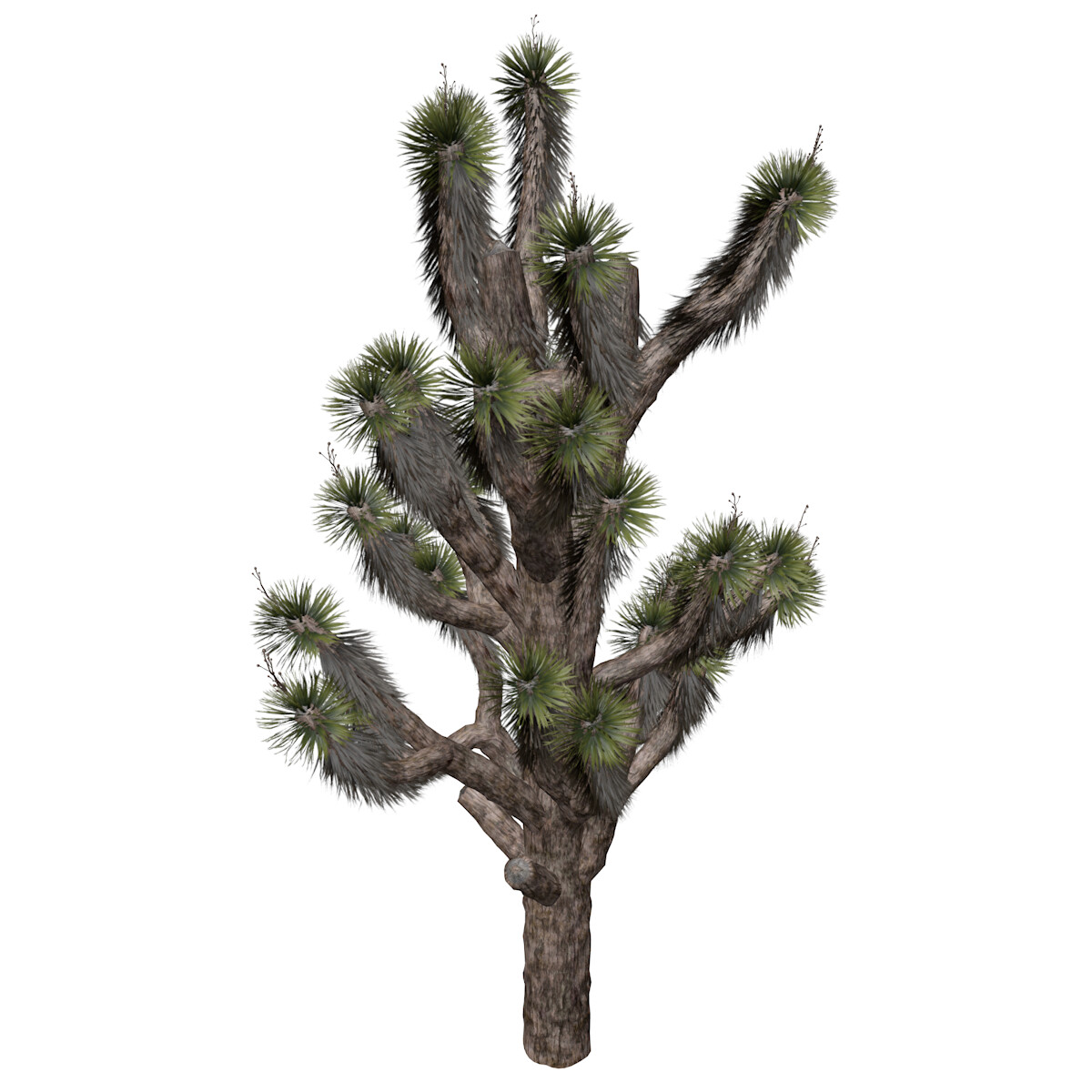 ArtStation - Joshua Tree #05 - High Poly Tree (3D Model) | Game Assets