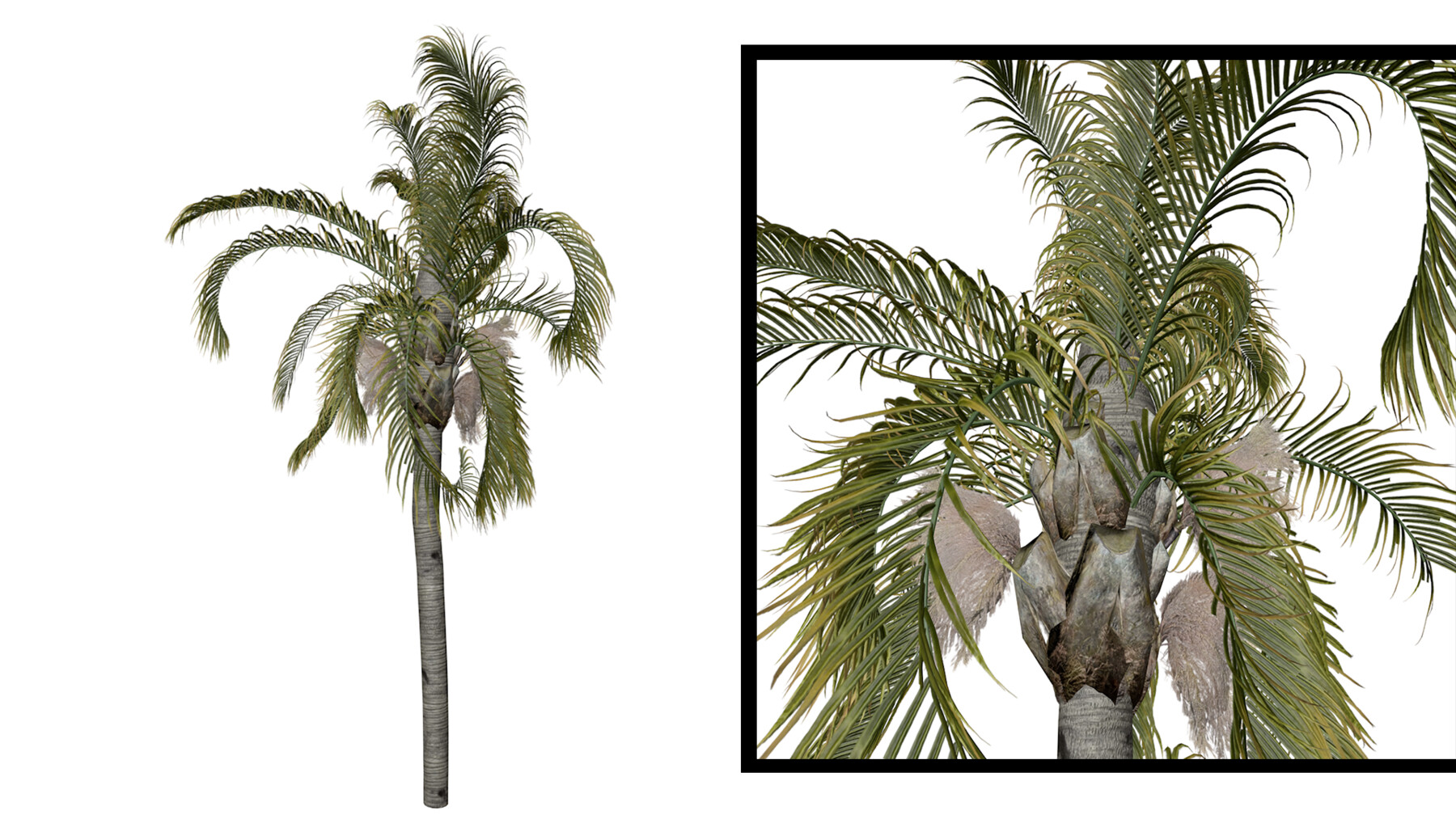ArtStation - Queen Palm #01 - High Poly Tree (3D Model) | Game Assets