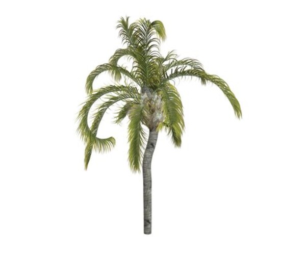ArtStation - Queen Palm #03 - High Poly Tree (3D Model) | Game Assets
