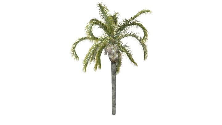 ArtStation - Queen Palm #04 - High Poly Tree (3D Model) | Game Assets
