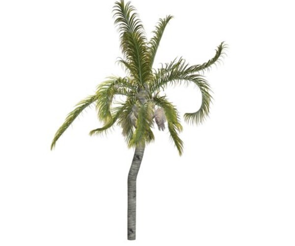 ArtStation - Queen Palm #09 - High Poly Tree (3D Model) | Game Assets