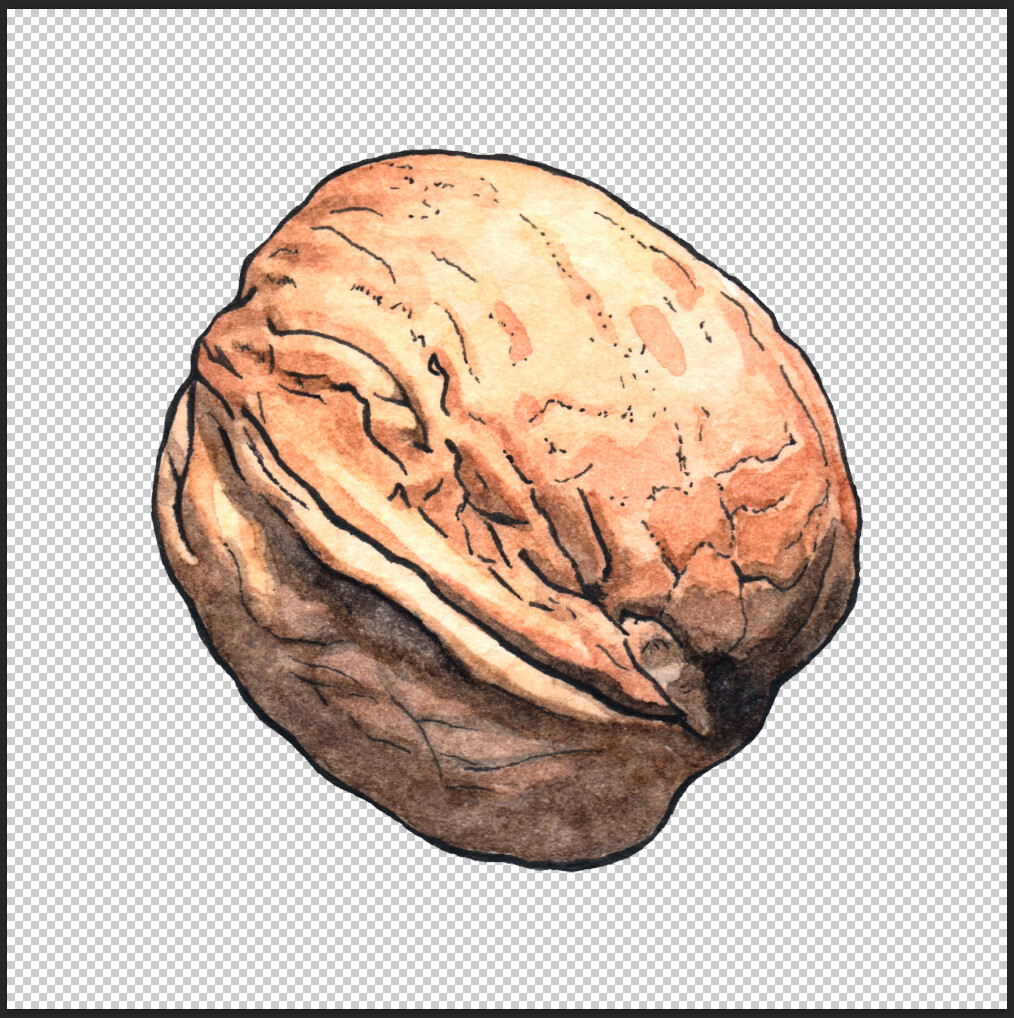 ArtStation - Watercolor walnut illustrations - PNG Cutout | Artworks
