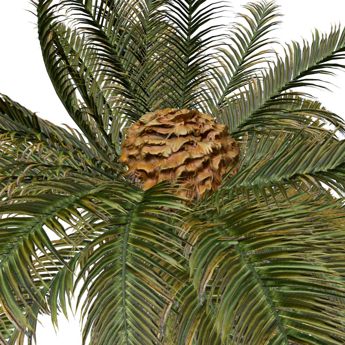 ArtStation - Sago Palm #04 - High Poly Tree (3D Model) | Game Assets