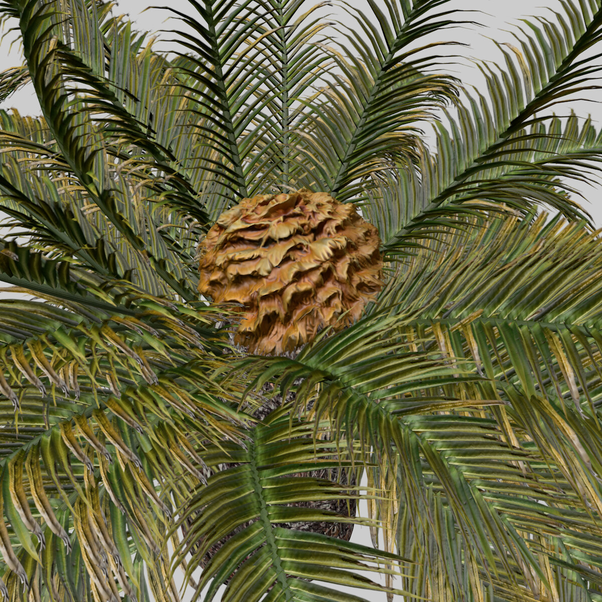 ArtStation - Sago Palm #05 - High Poly Tree (3D Model) | Game Assets