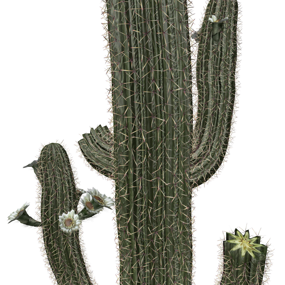 ArtStation - Saguaro Cactus #03 - High Poly Plant (3D Model) | Game Assets