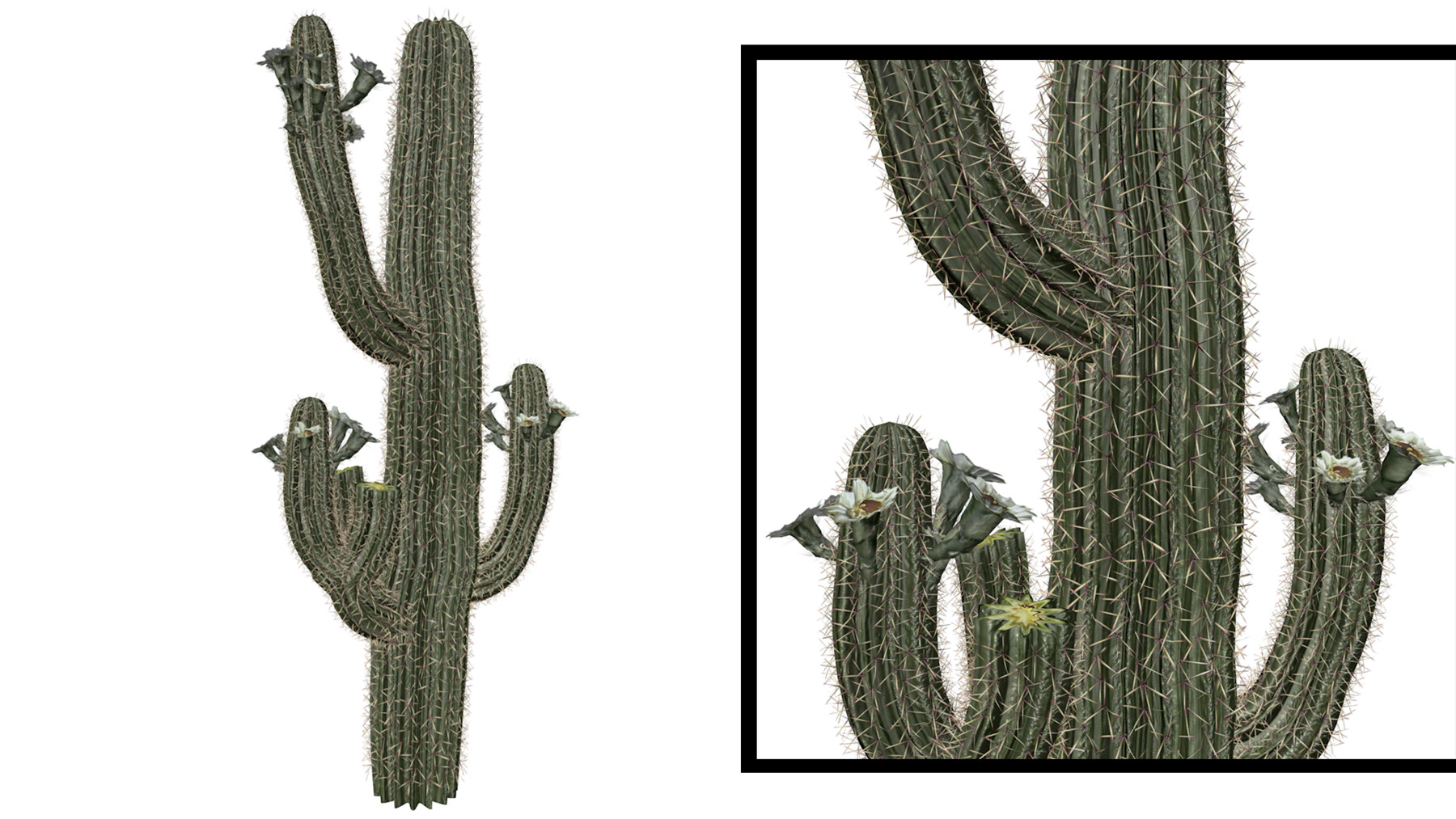 ArtStation - Saguaro Cactus #05 - High Poly Plant (3D Model) | Game Assets