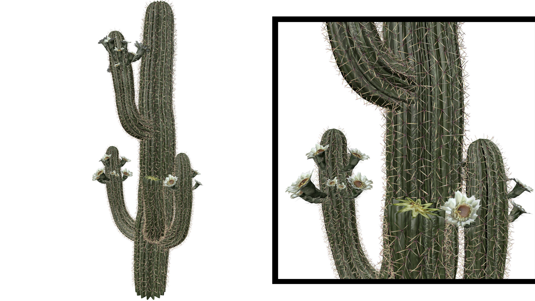 ArtStation - Saguaro Cactus #06 - High Poly Plant (3D Model) | Game Assets