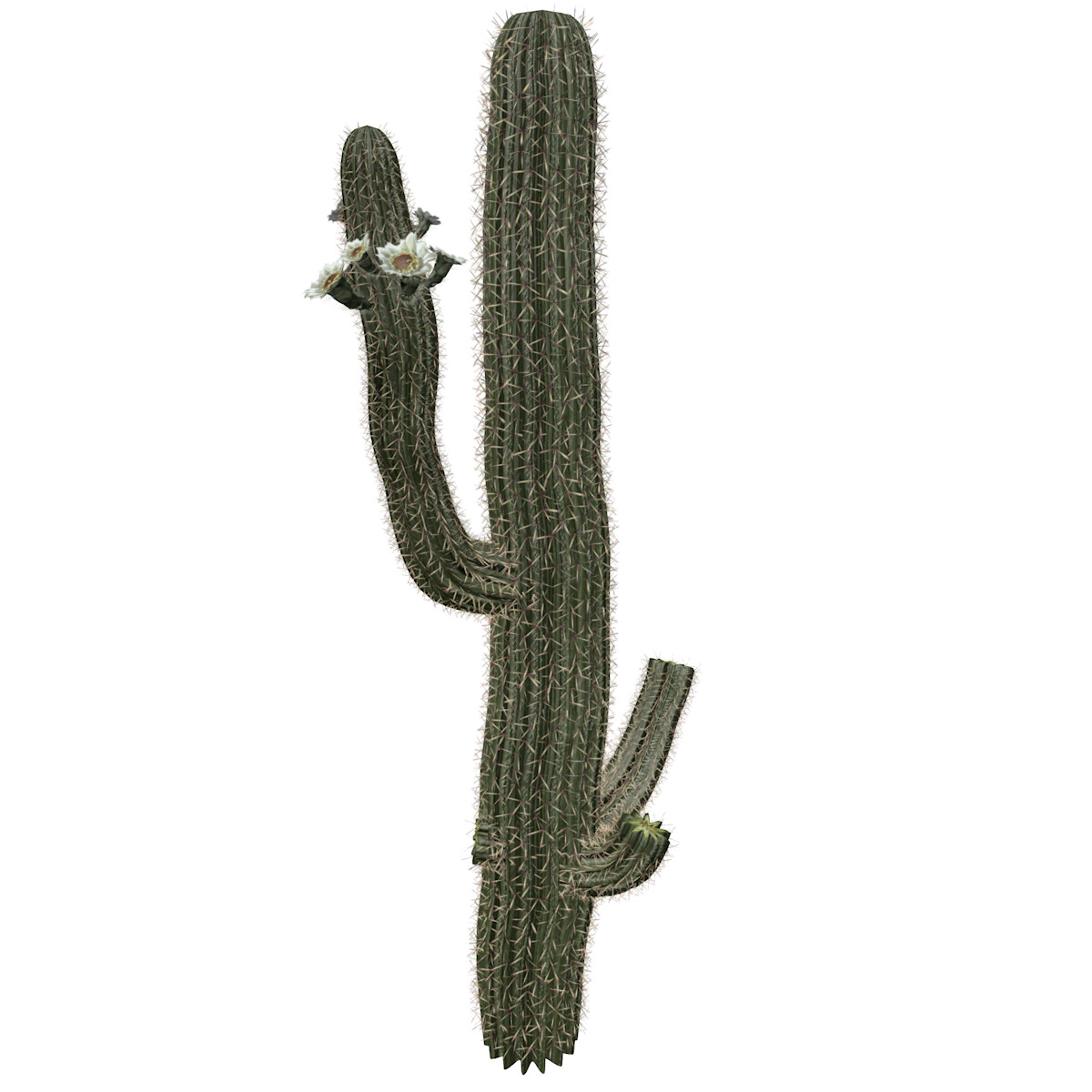 ArtStation - Saguaro Cactus #08 - High Poly Plant (3D Model) | Game Assets