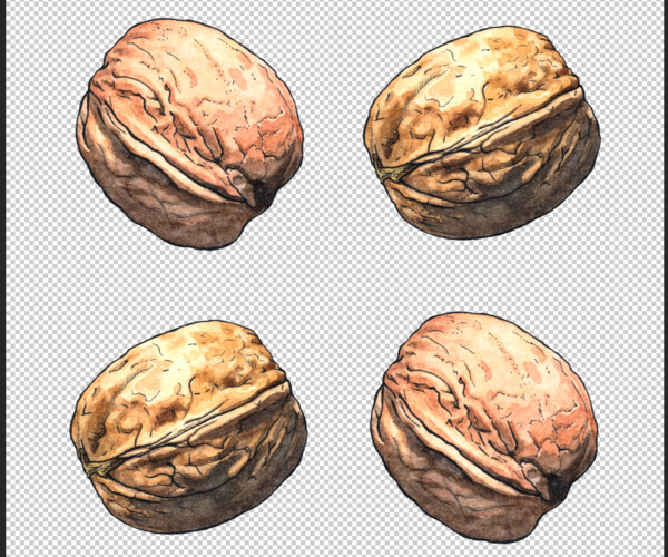 ArtStation - Watercolor walnut illustrations - PNG Cutout | Artworks
