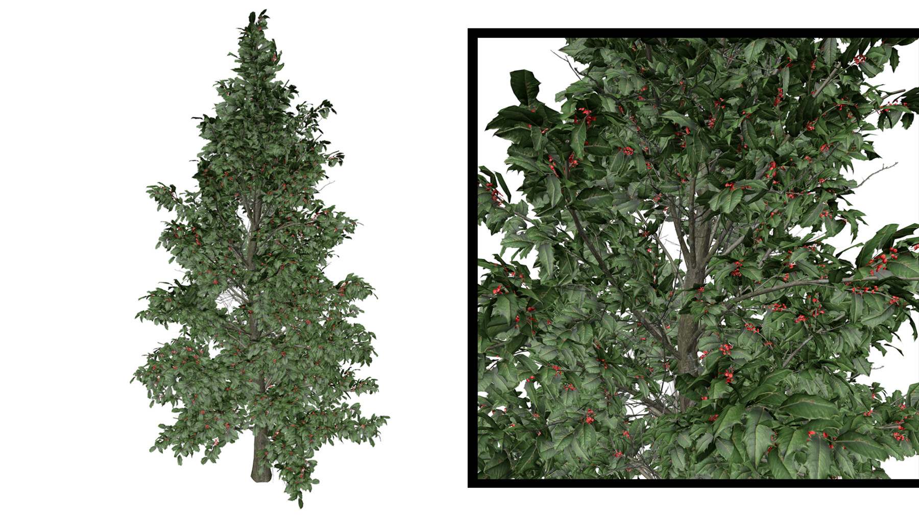 ArtStation - American Holly #01 - High Poly Tree (3D Model) | Game Assets