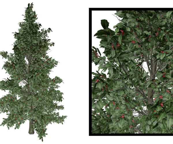 ArtStation - American Holly #01 - High Poly Tree (3D Model) | Game Assets