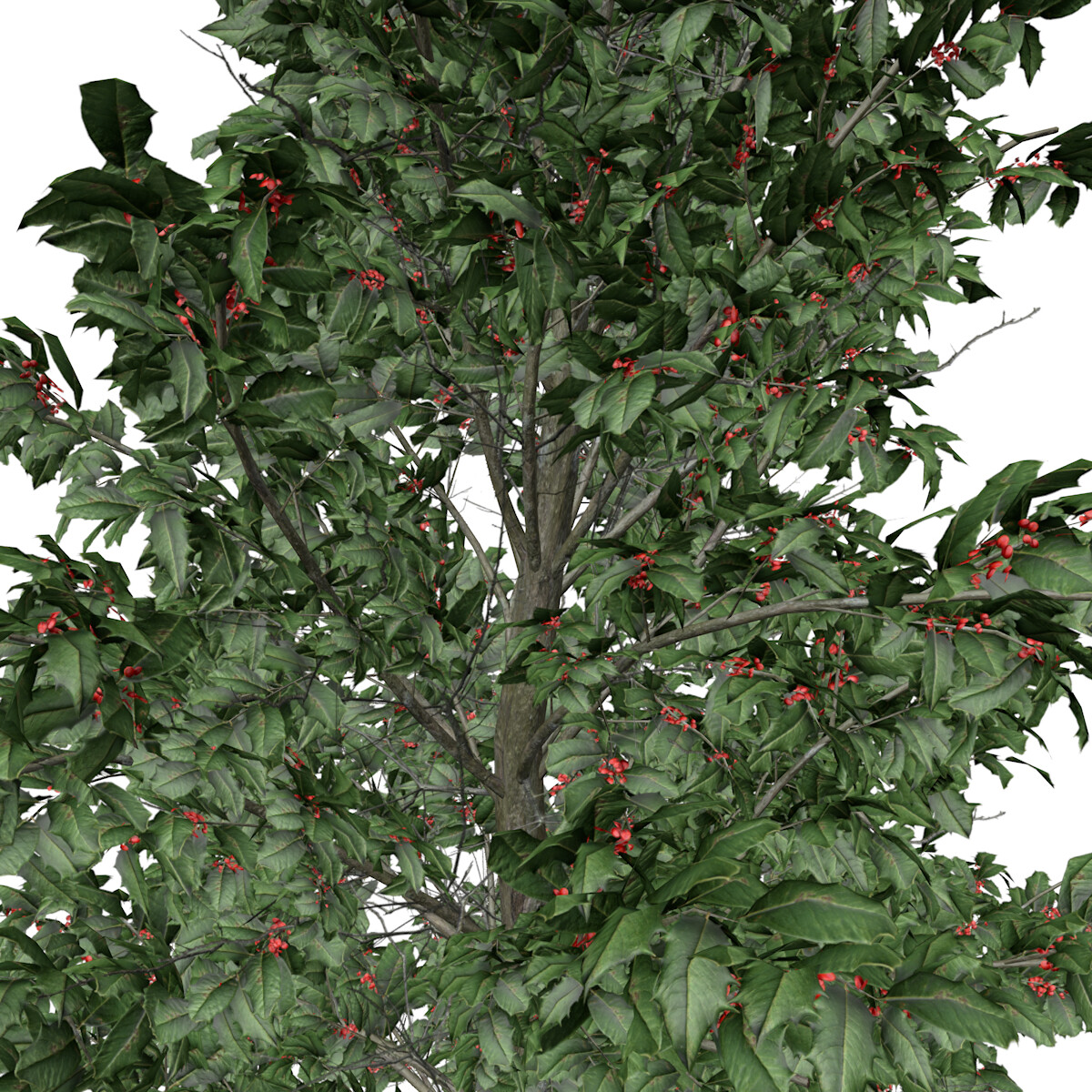 ArtStation - American Holly #01 - High Poly Tree (3D Model) | Game Assets