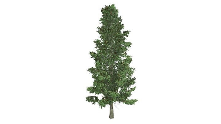 ArtStation - American Holly #02 - High Poly Tree (3D Model) | Game Assets