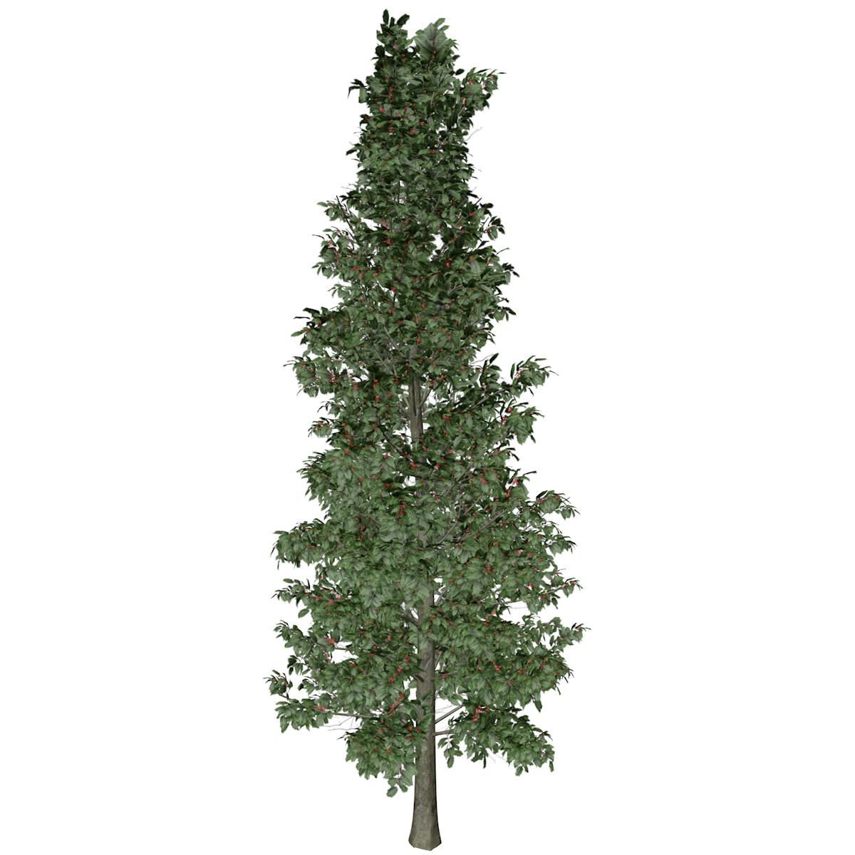 ArtStation - American Holly #03 - High Poly Tree (3D Model) | Game Assets