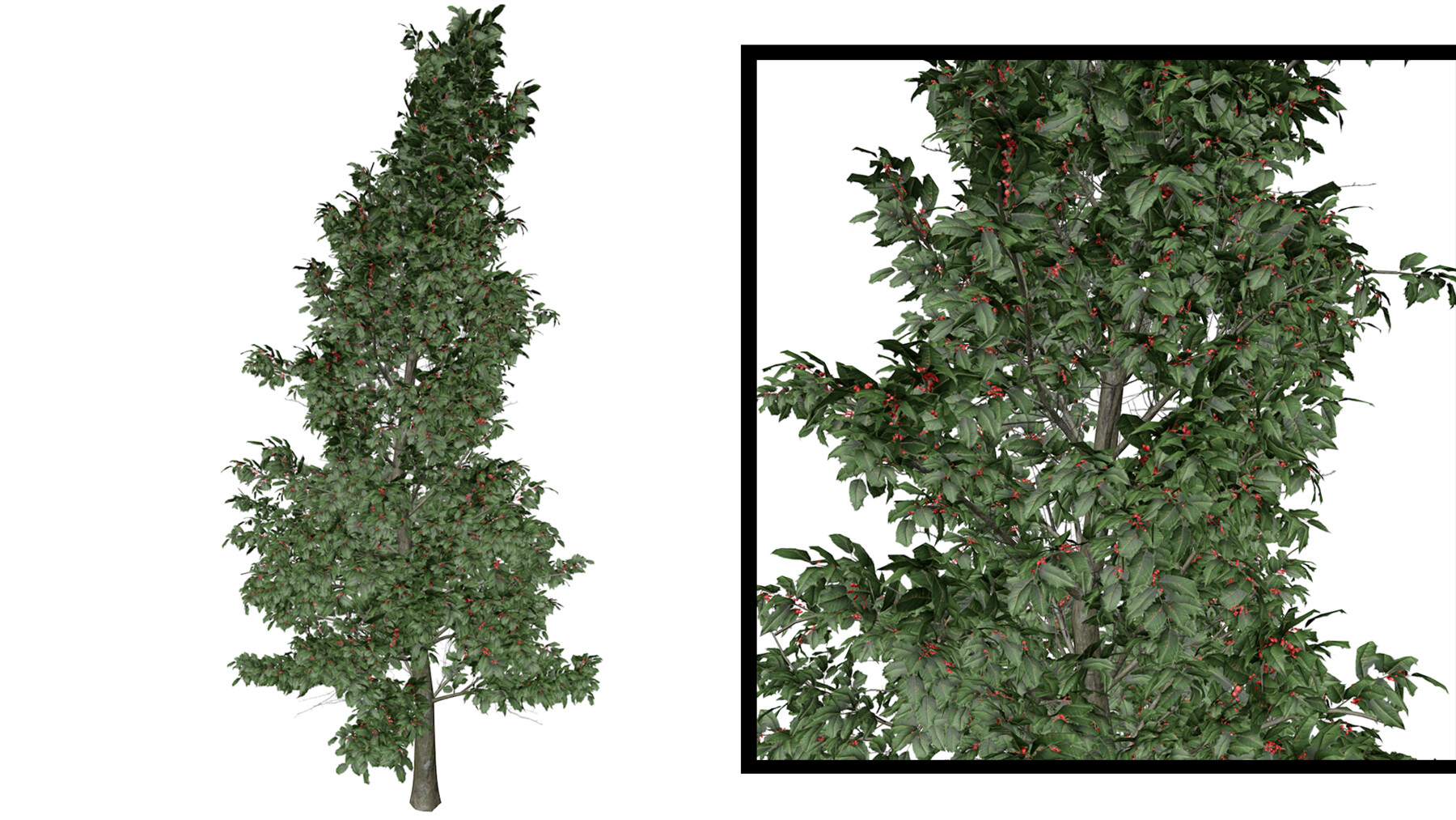 ArtStation - American Holly #04 - High Poly Tree (3D Model) | Game Assets