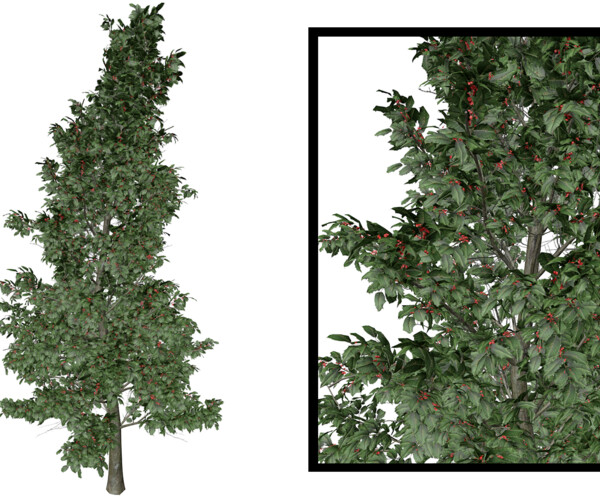 ArtStation - American Holly #04 - High Poly Tree (3D Model) | Game Assets