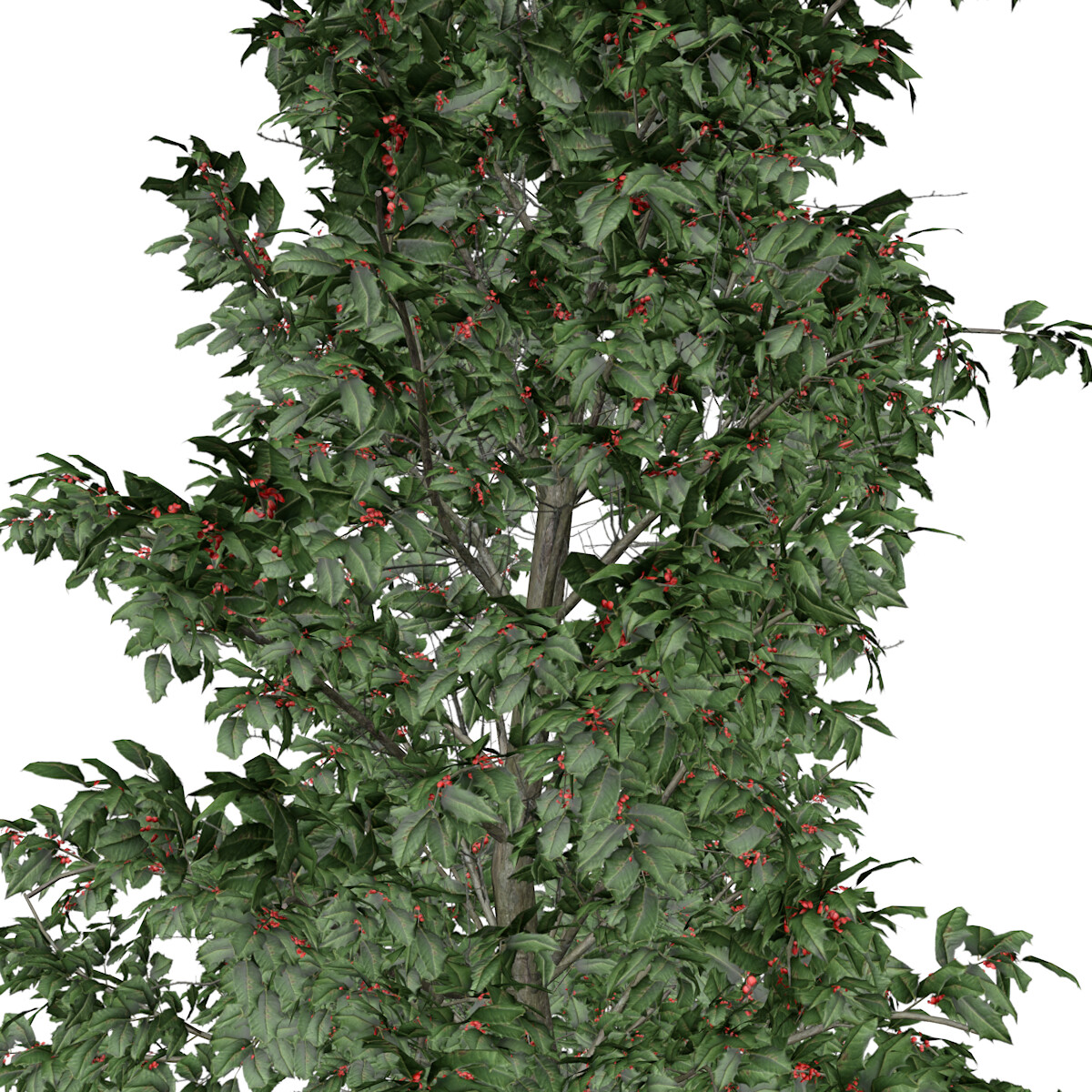 ArtStation - American Holly #04 - High Poly Tree (3D Model) | Game Assets