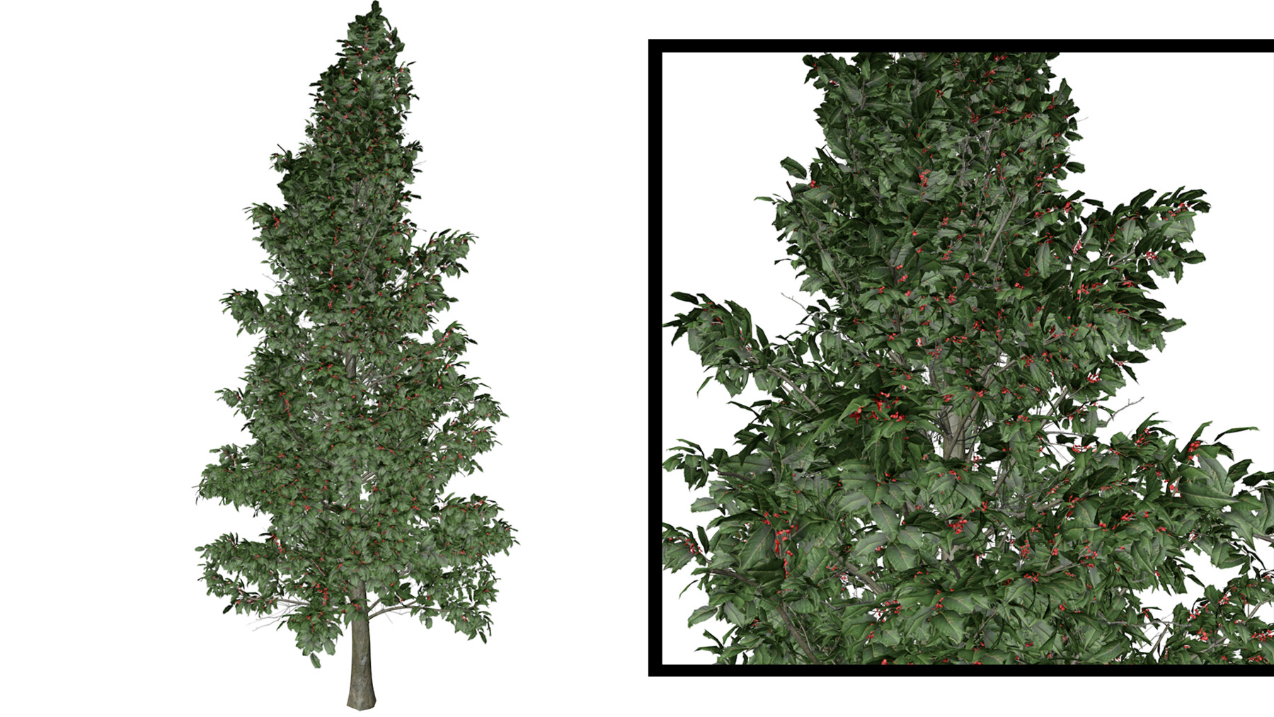 ArtStation - American Holly #06 - High Poly Tree (3D Model) | Game Assets