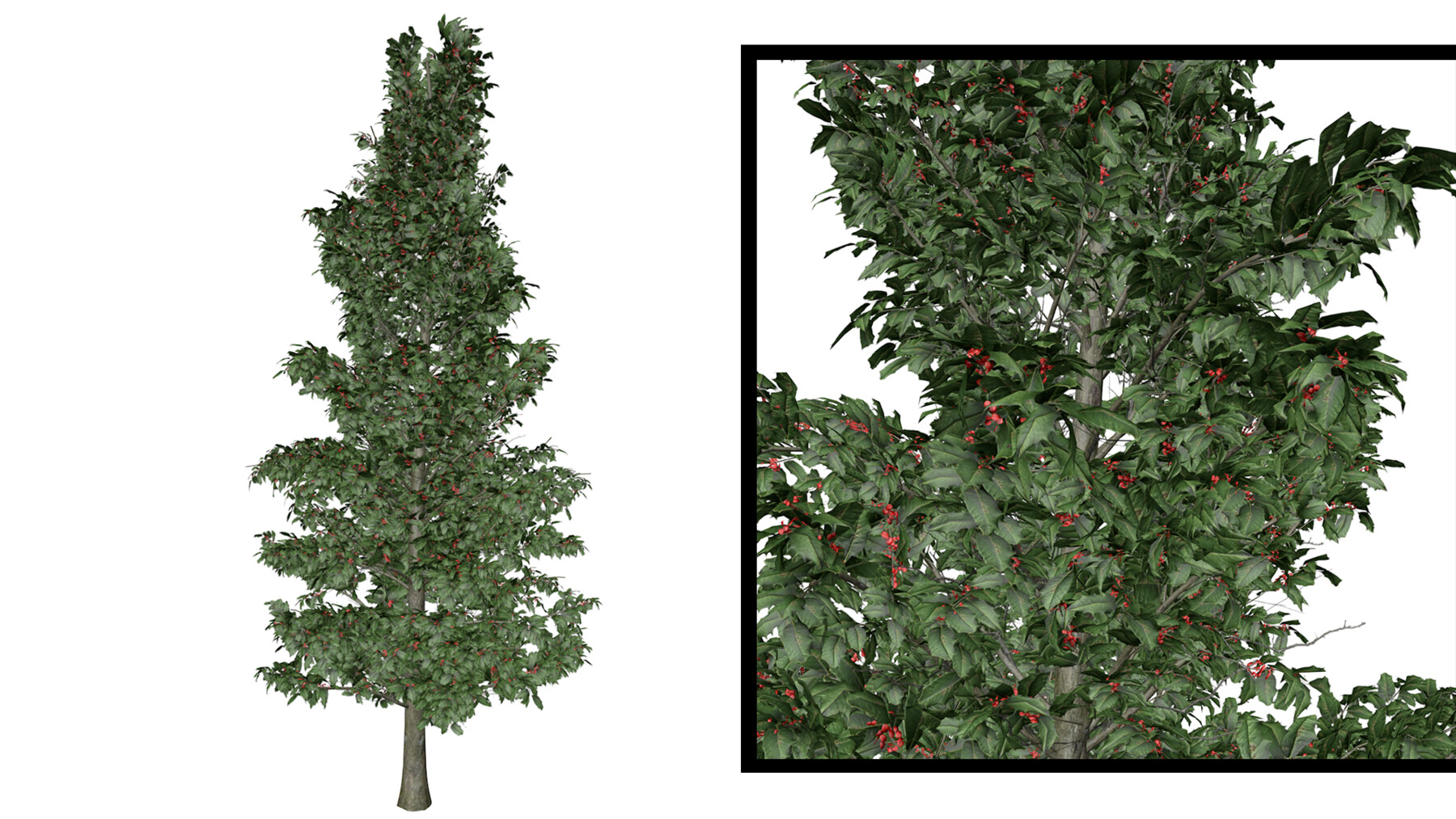 ArtStation - American Holly #07 - High Poly Tree (3D Model) | Game Assets