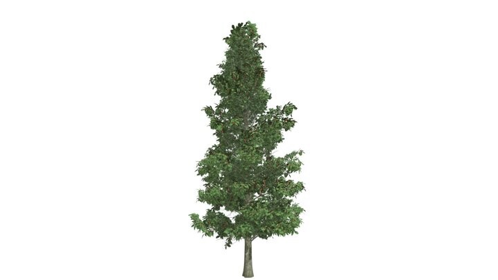 ArtStation - American Holly #07 - High Poly Tree (3D Model) | Game Assets