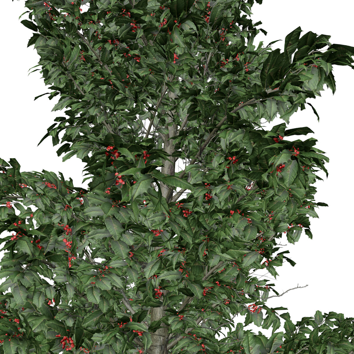 ArtStation - American Holly #07 - High Poly Tree (3D Model) | Game Assets