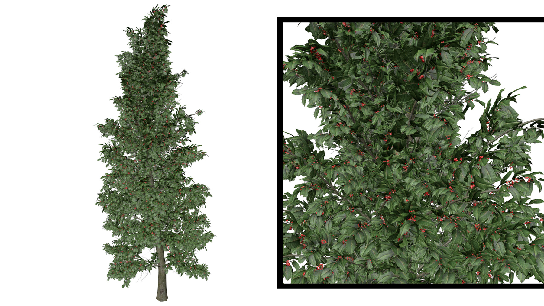 ArtStation - American Holly #08 - High Poly Tree (3D Model) | Game Assets