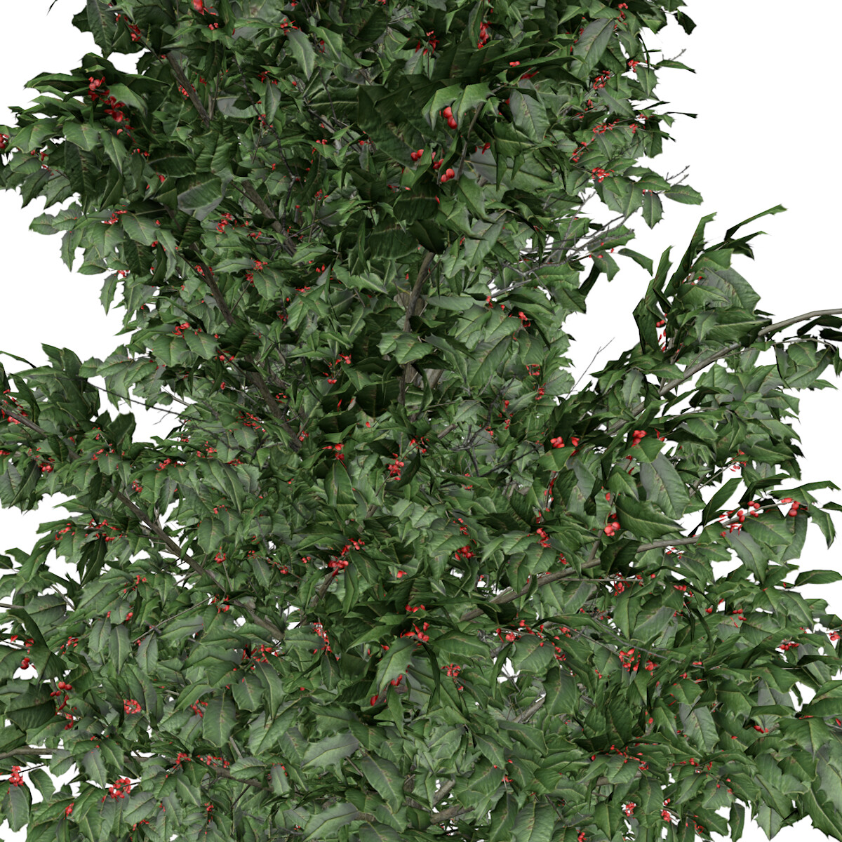 ArtStation - American Holly #08 - High Poly Tree (3D Model) | Game Assets