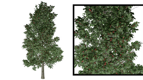 ArtStation - American Holly #09 - High Poly Tree (3D Model) | Game Assets