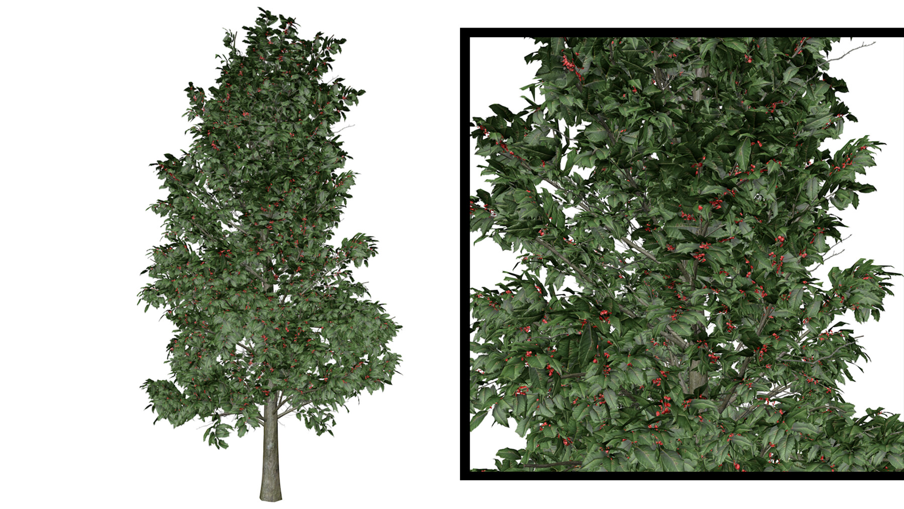 ArtStation - American Holly #09 - High Poly Tree (3D Model) | Game Assets