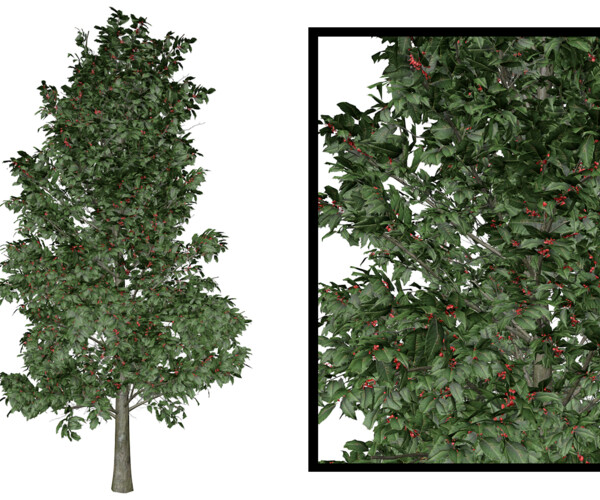 ArtStation - American Holly #09 - High Poly Tree (3D Model) | Game Assets
