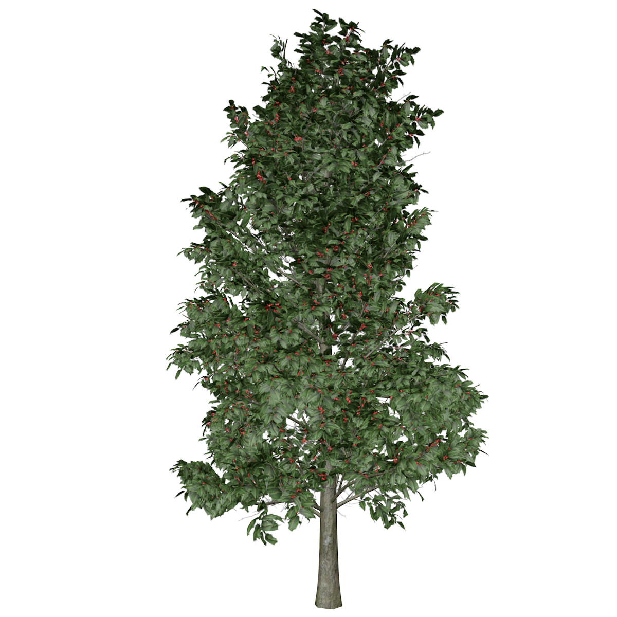 ArtStation - American Holly #09 - High Poly Tree (3D Model) | Game Assets