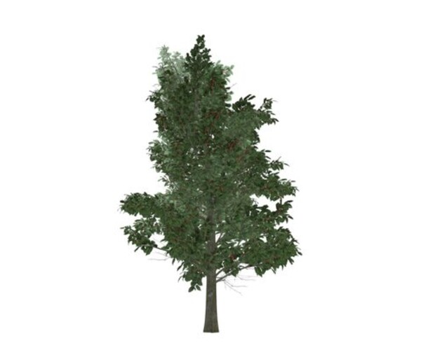 ArtStation - American Holly #09 - High Poly Tree (3D Model) | Game Assets