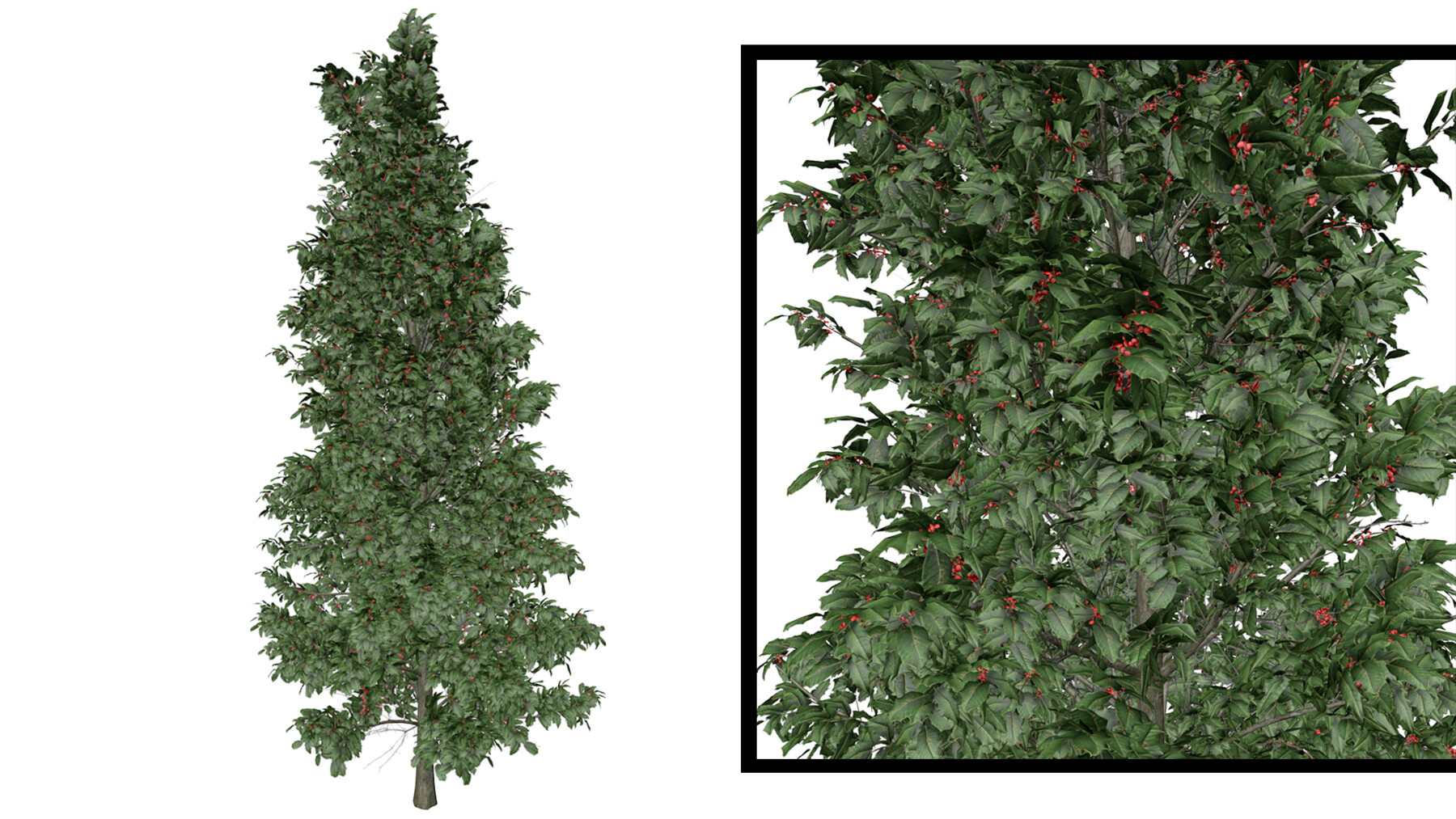 ArtStation - American Holly #10 - High Poly Tree (3D Model) | Game Assets