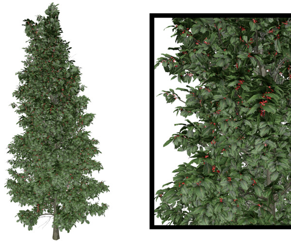ArtStation - American Holly #10 - High Poly Tree (3D Model) | Game Assets