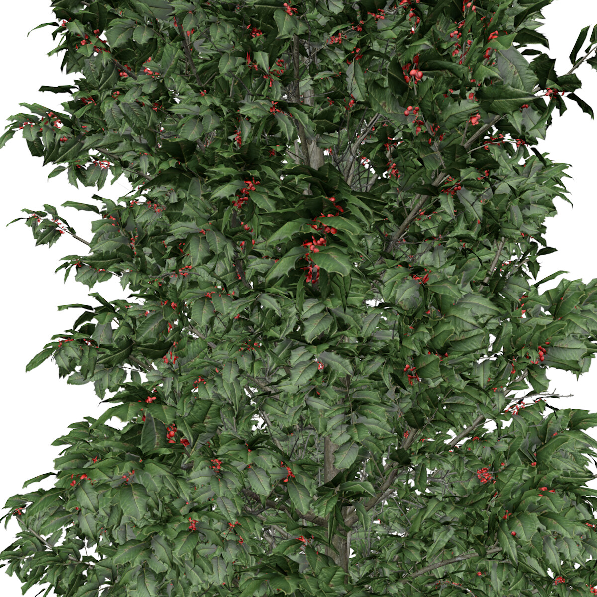 ArtStation - American Holly #10 - High Poly Tree (3D Model) | Game Assets