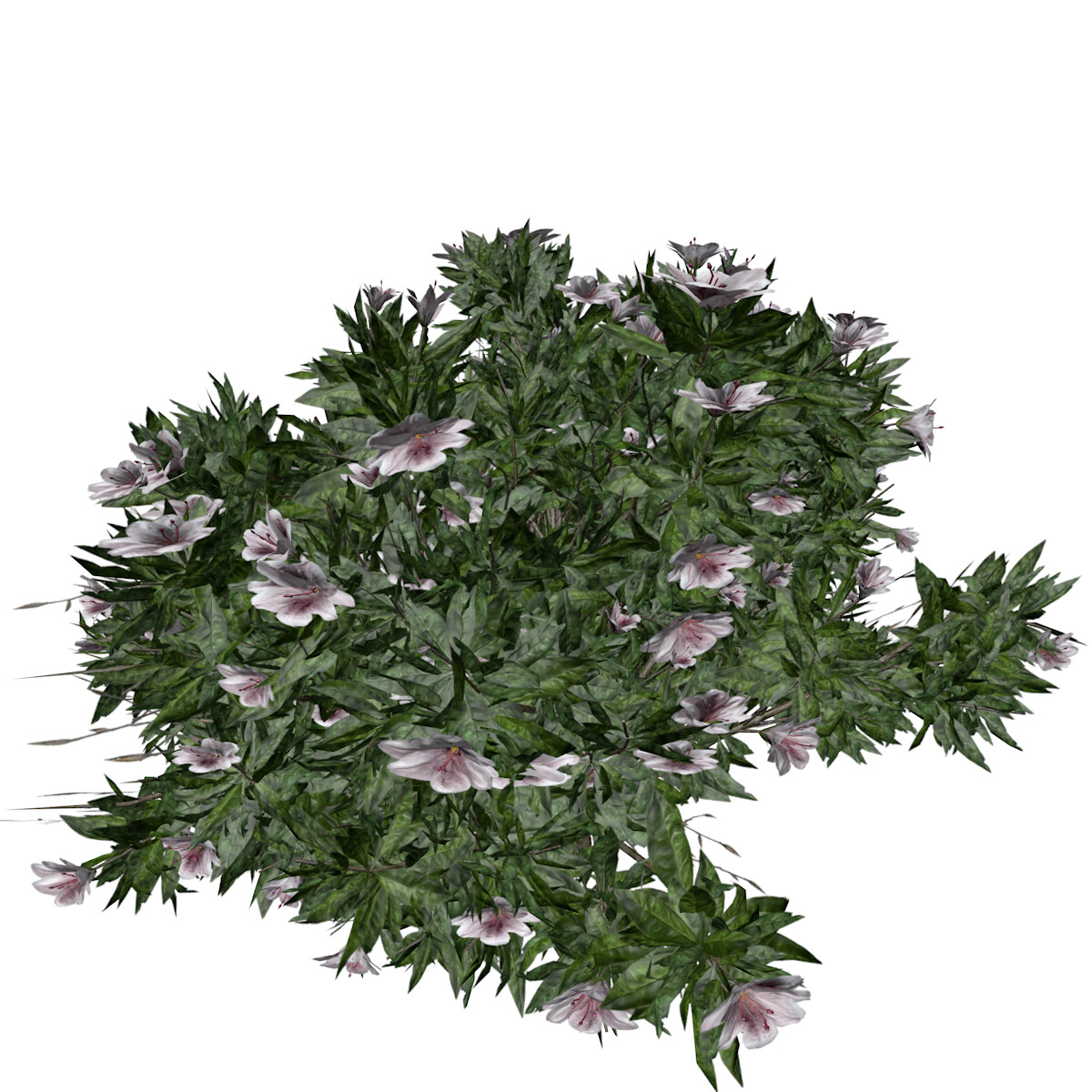 ArtStation - Azalea Shrub (white flowers) #02 - High Poly Shrub (3D ...