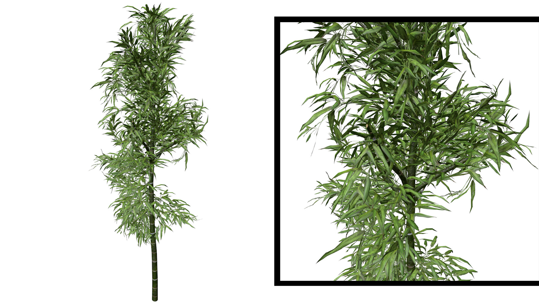 ArtStation - Bamboo Plant #05 - High Poly Plant (3D Model) | Game Assets